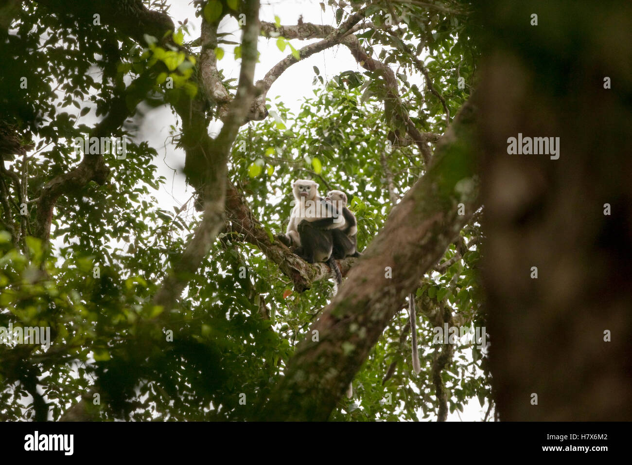 Tonkin Snub-nosed Monkey (Rhinopithecus avunculus) pair in tree, Ha ...