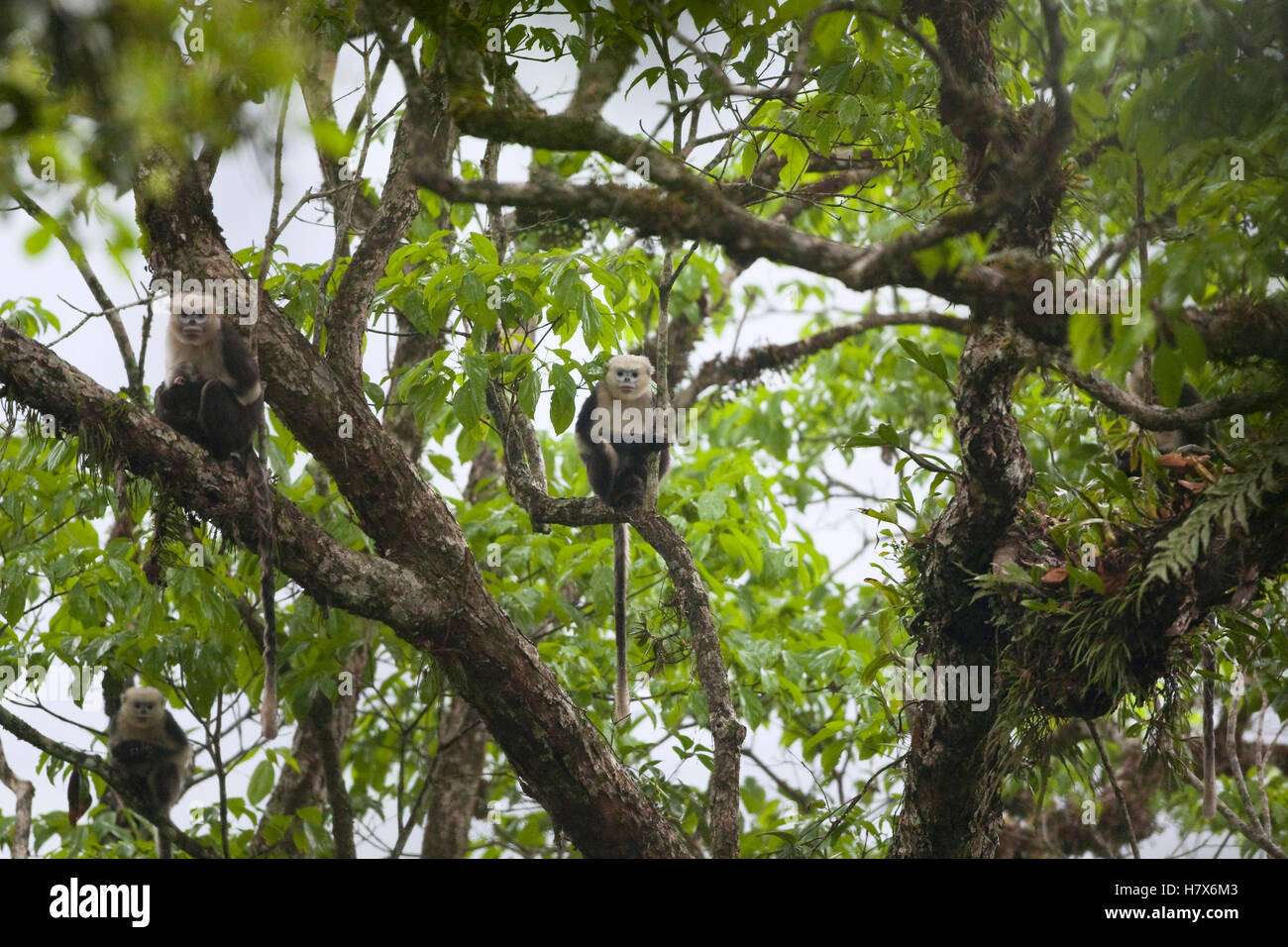 Tonkin Snub-nosed Monkey (Rhinopithecus avunculus) trio in trees, Ha ...