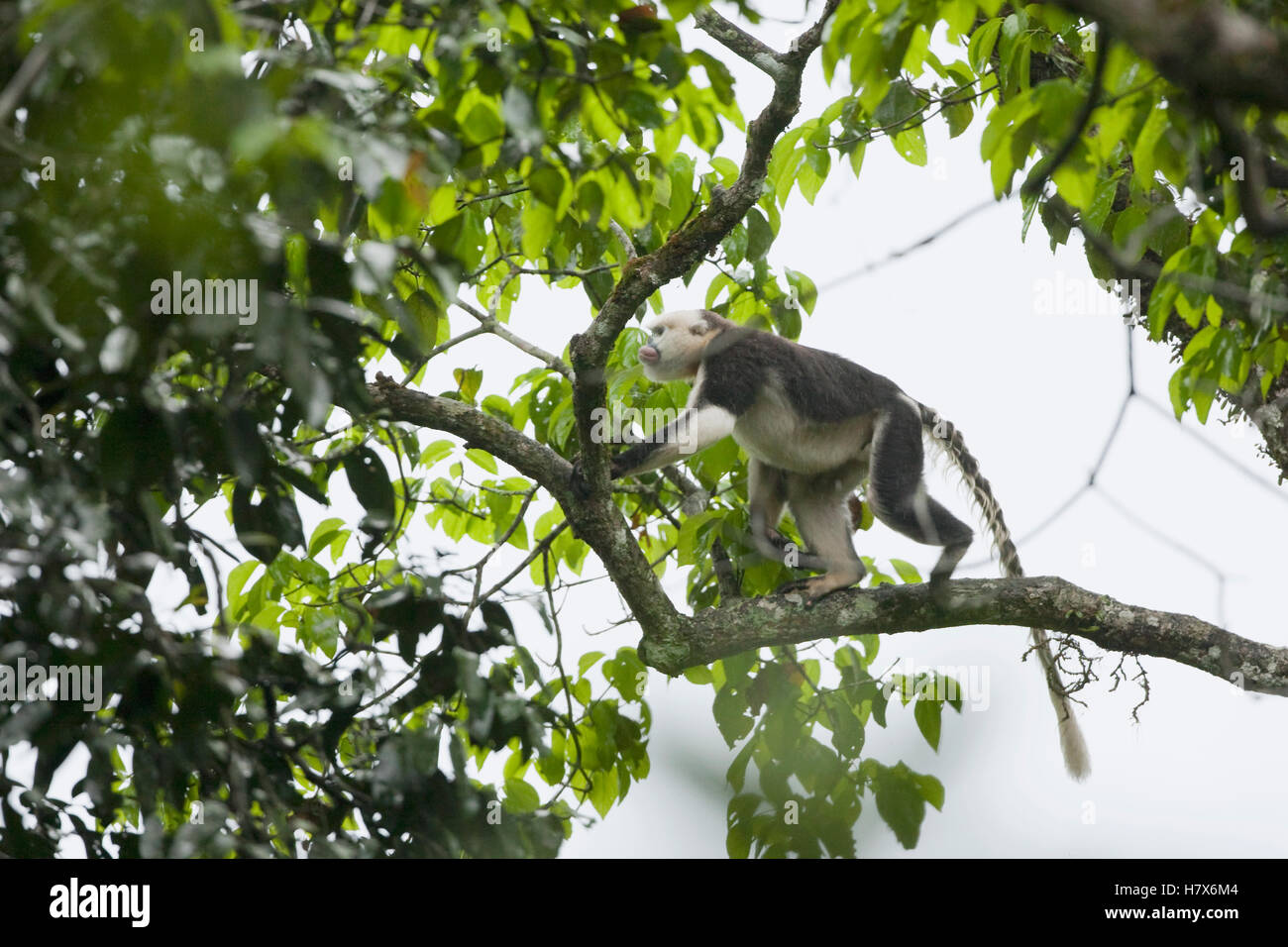 Tonkin Snub-nosed Monkey (Rhinopithecus avunculus) moving through trees ...