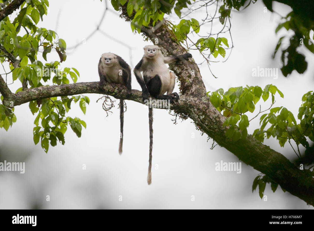 Tonkin Snub-nosed Monkey (Rhinopithecus avunculus) pair finding shelter ...