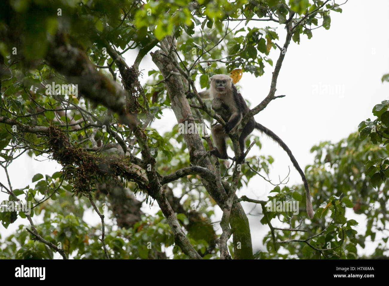 Tonkin Snub-nosed Monkey (Rhinopithecus avunculus) mother with baby, Ha ...