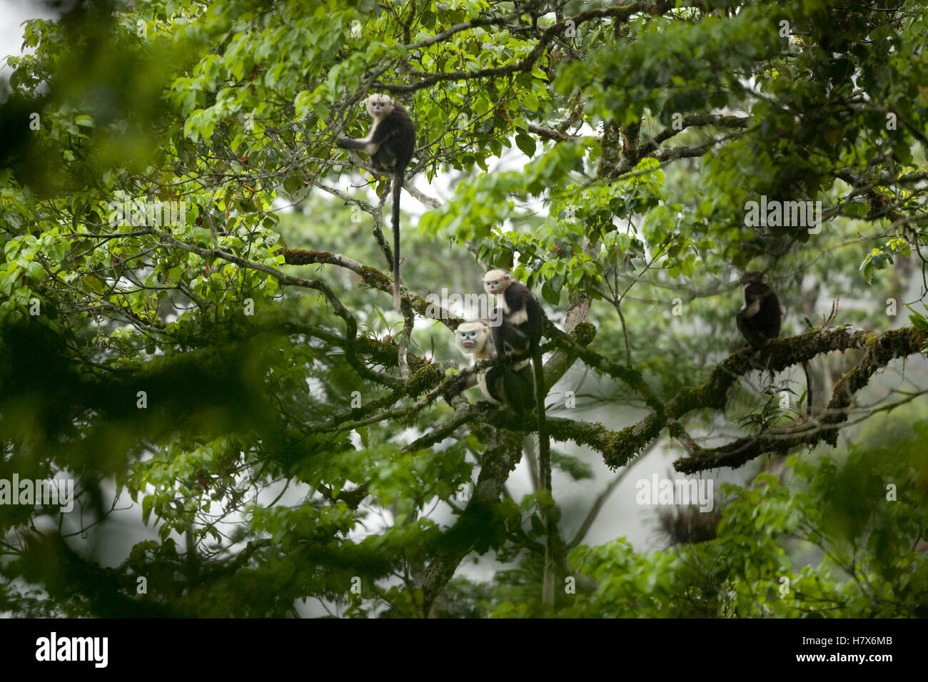 Tonkin Snub-nosed Monkey (Rhinopithecus avunculus) family in trees, Ha ...