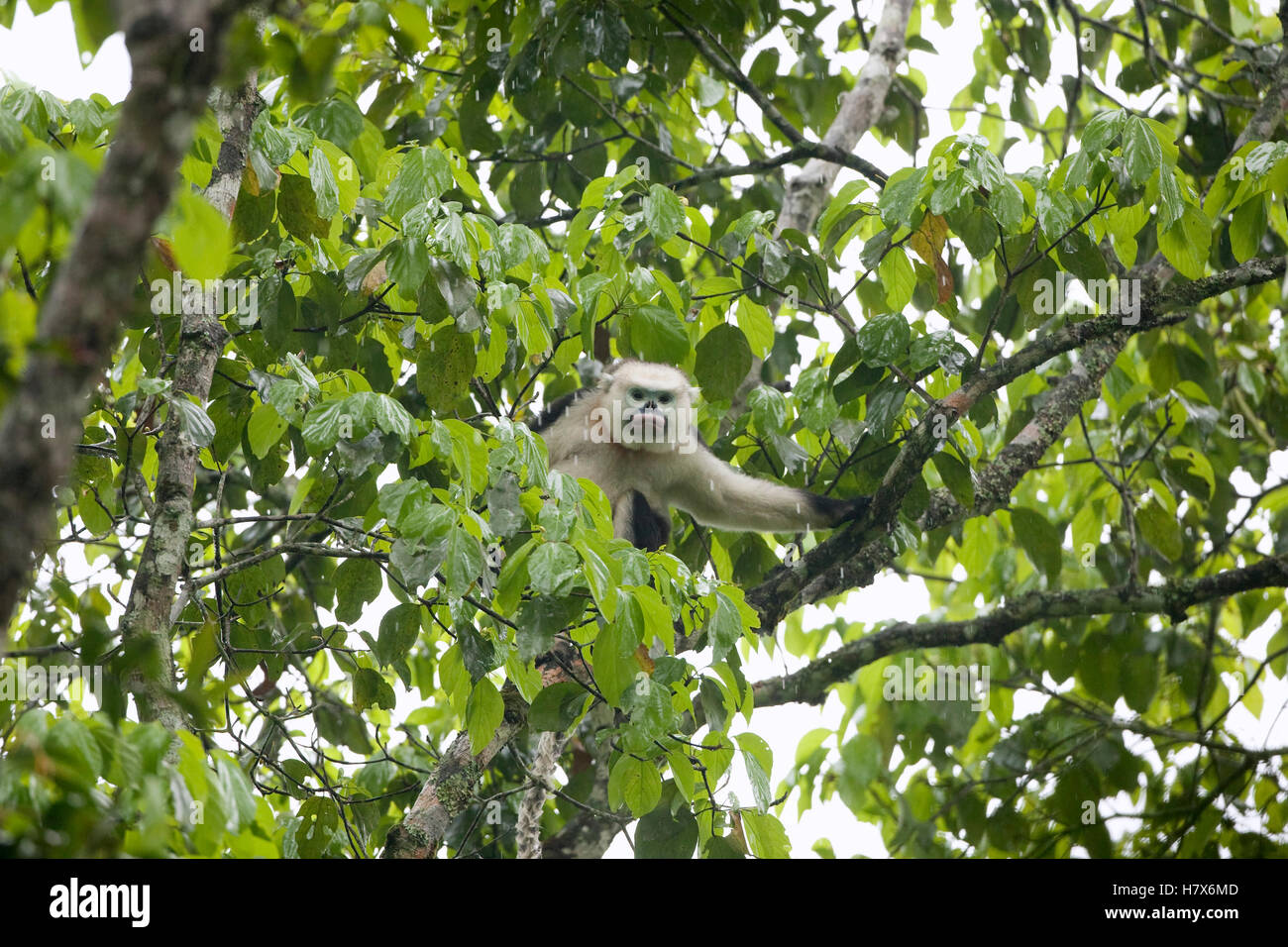 Tonkin Snub-nosed Monkey (Rhinopithecus avunculus) in tree, Ha Giang ...