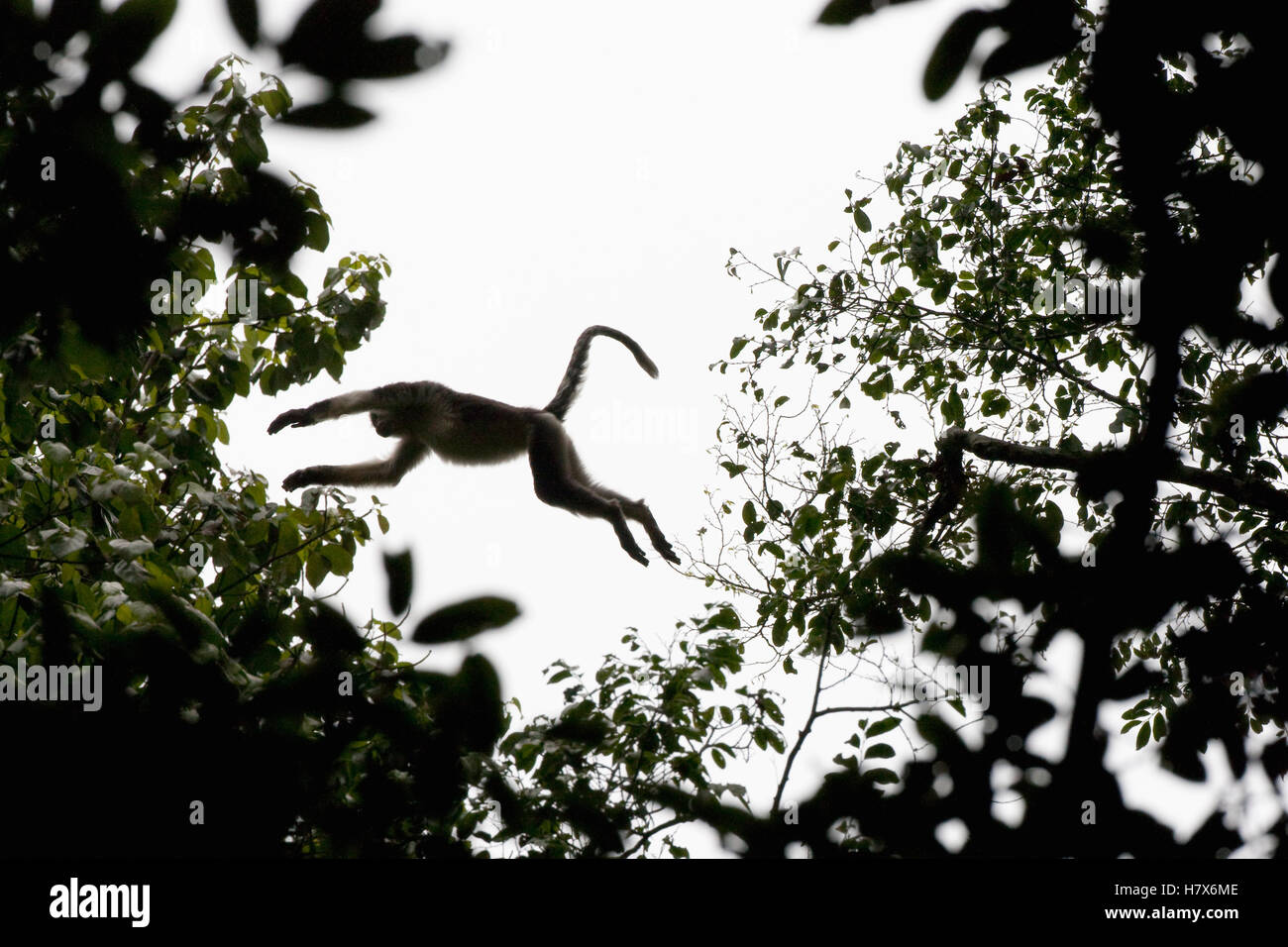 Tonkin Snub-nosed Monkey (Rhinopithecus avunculus) jumping from on tree ...