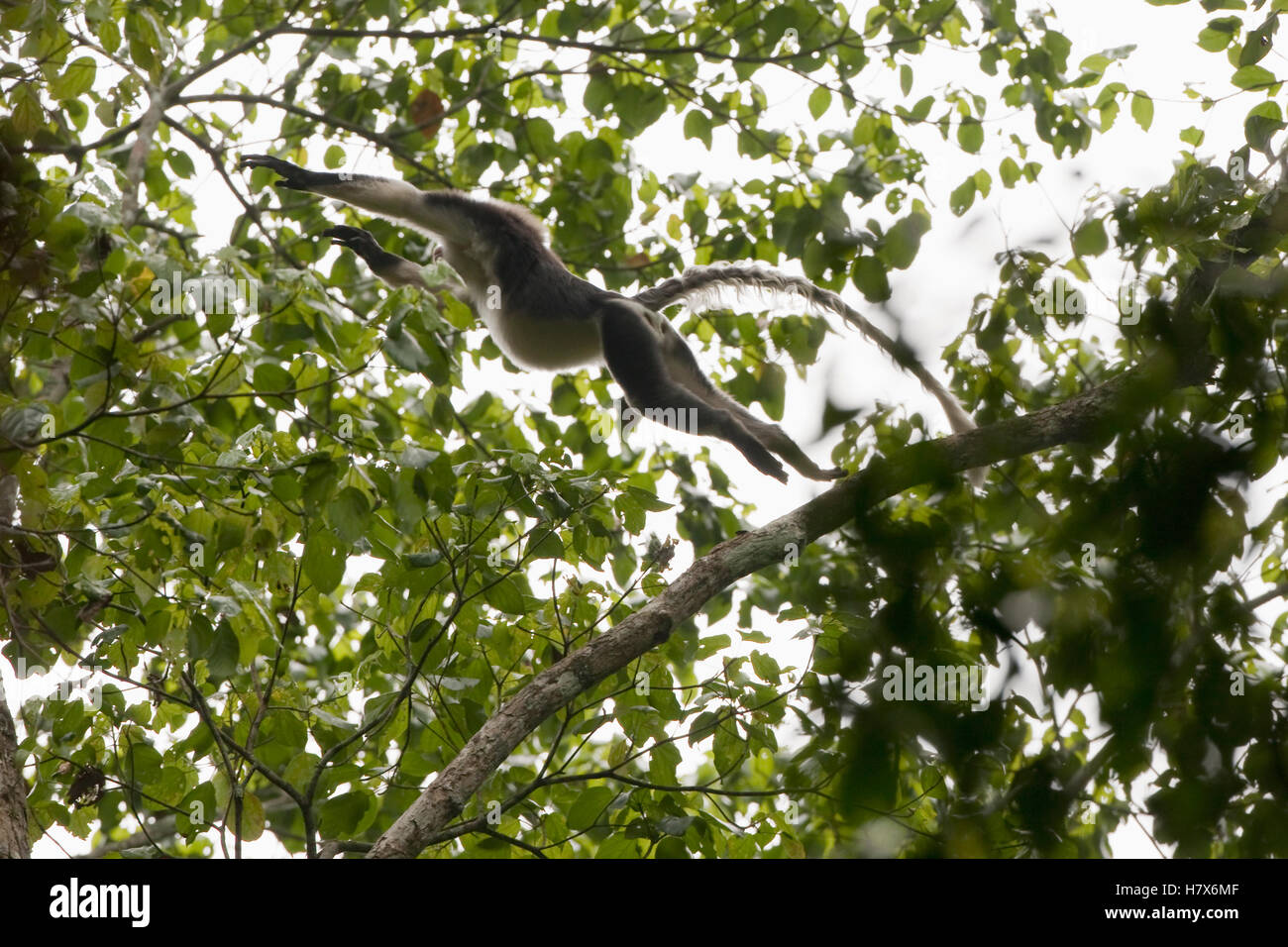 Tonkin Snub-nosed Monkey (Rhinopithecus avunculus) jumping from on tree ...