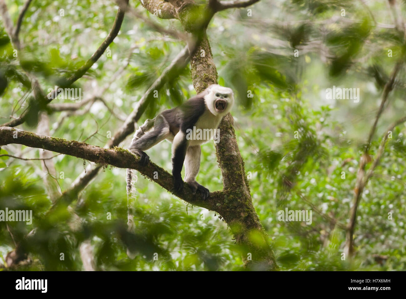 Tonkin Snub-nosed Monkey (Rhinopithecus avunculus) mature male calling ...