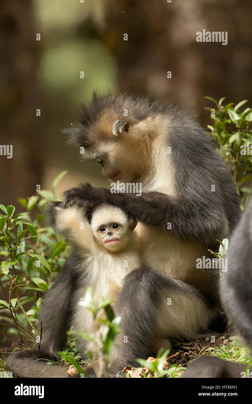 Yunnan Snub-nosed Monkey (Rhinopithecus bieti) mother grooming her baby ...