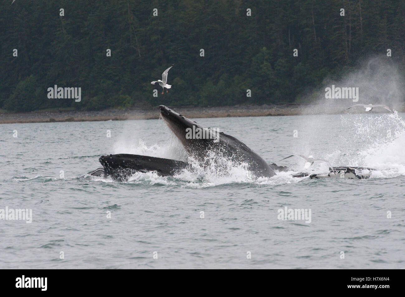 Humpback Whale (Megaptera novaeangliae) gulp feeding, Alaska Stock ...