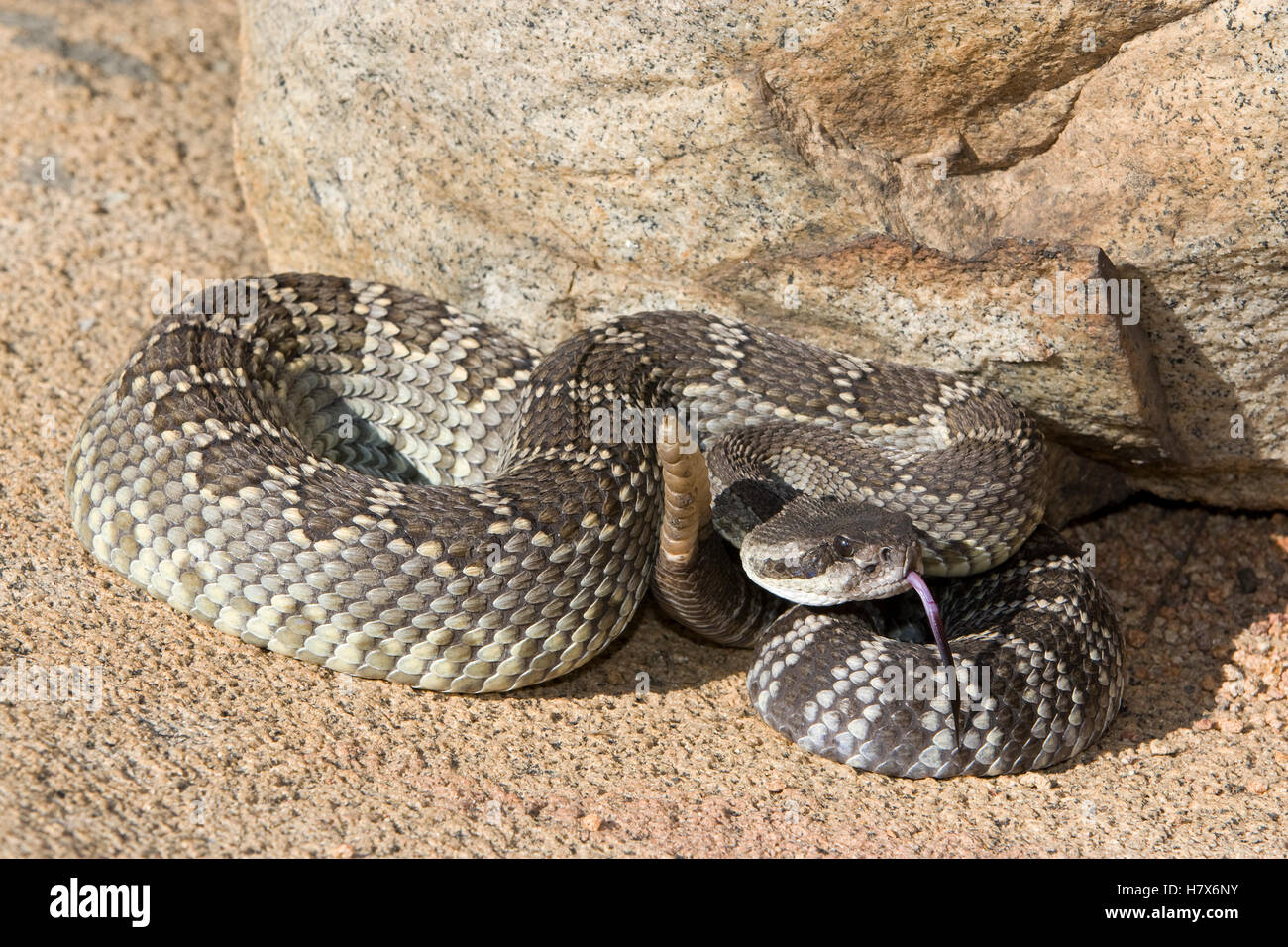 Southern Pacific Rattlesnake (Crotalus viridis helleri) in defensive ...