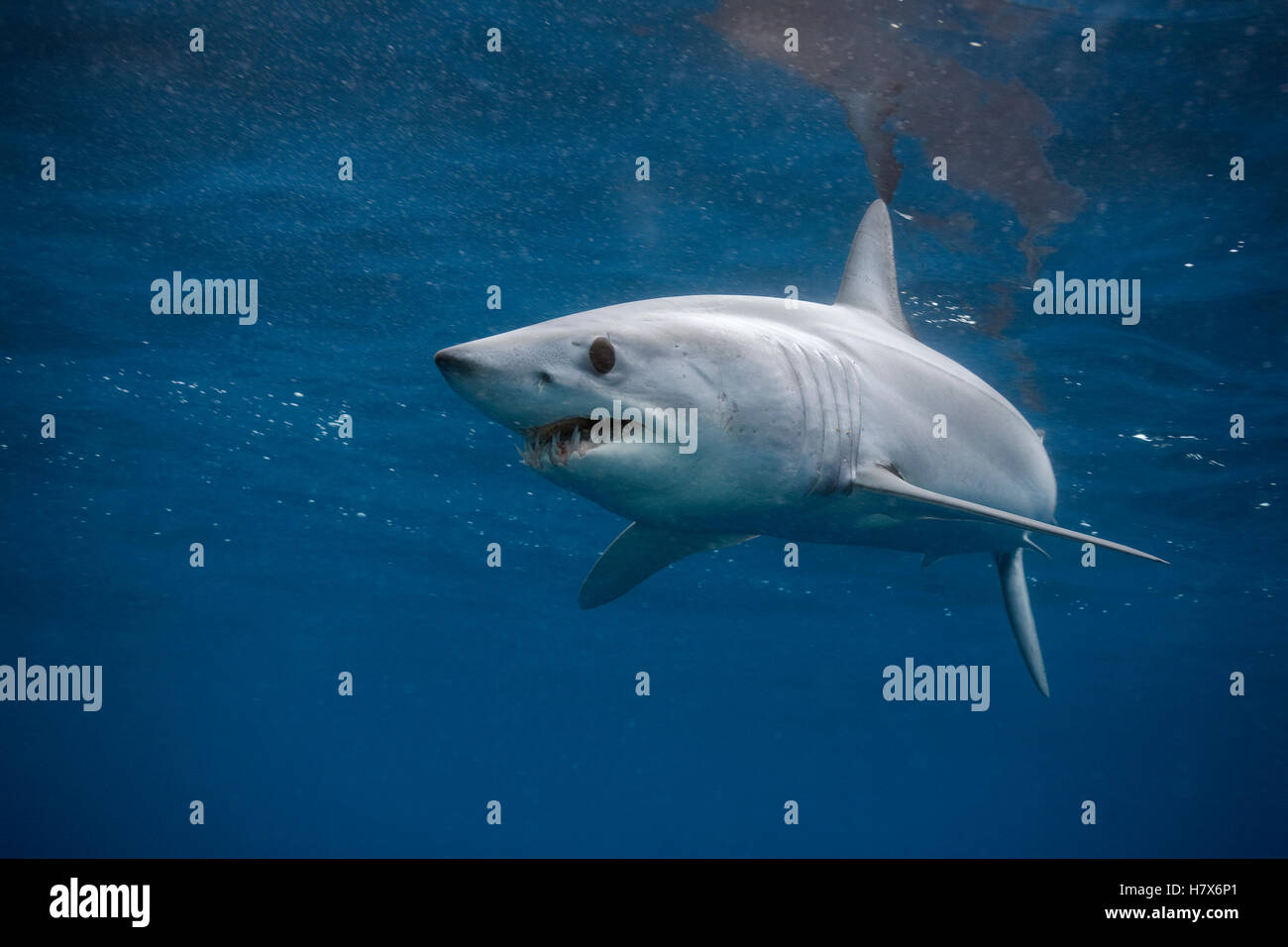 Atlantic Mako (Isurus oxyrhynchus) swimming near surface, Nine Mile ...