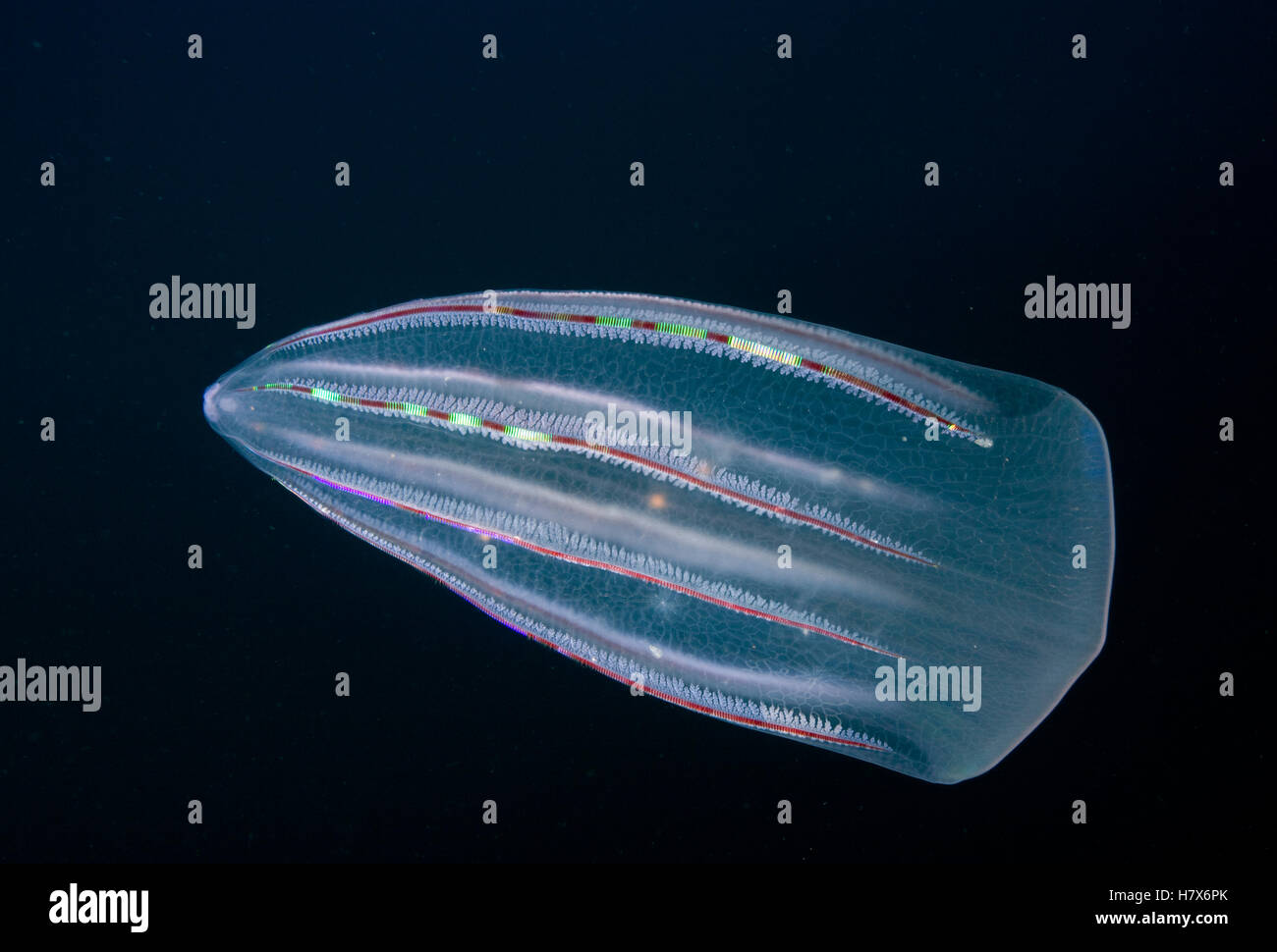 Ctenophore (Beroe forskalii), Nine Mile Bank, San Diego, California ...
