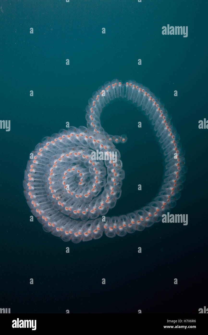 Salp (Salpidae), San Diego, California Stock Photo - Alamy