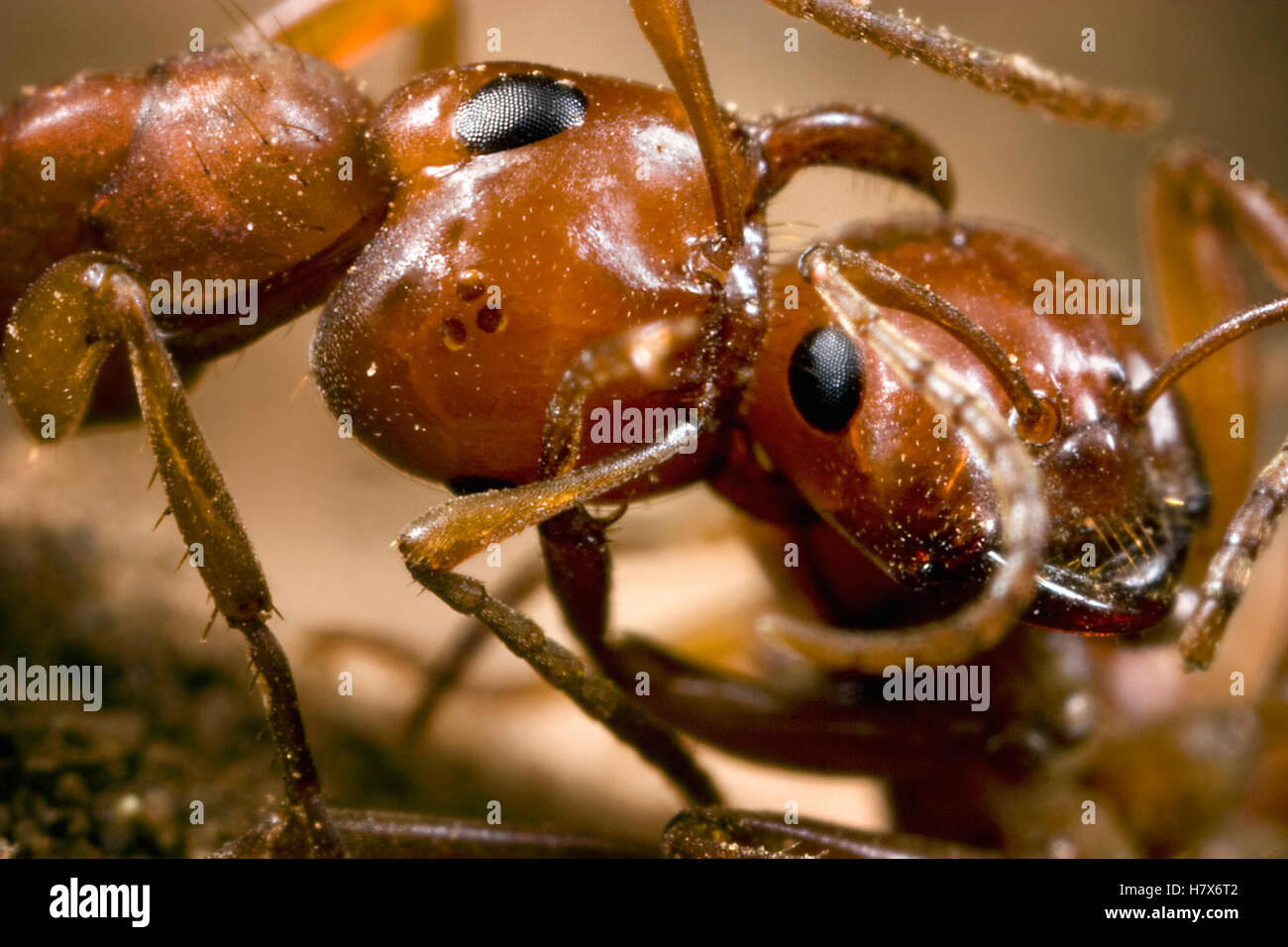 Amazon Ant (Polyergus sp) female worker positioning mandibles to pierce ...