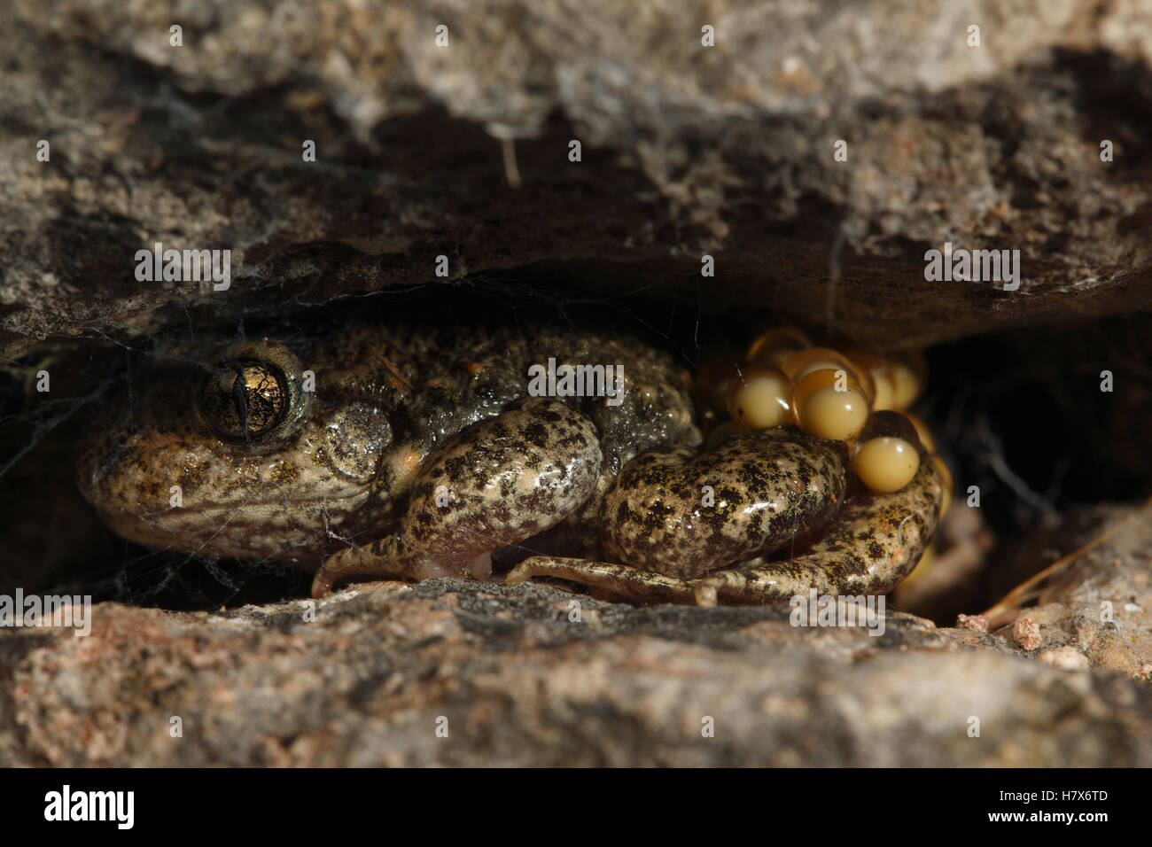 Midwife Toad (Alytes obstetricans) male carries eggs wrapped around his ...