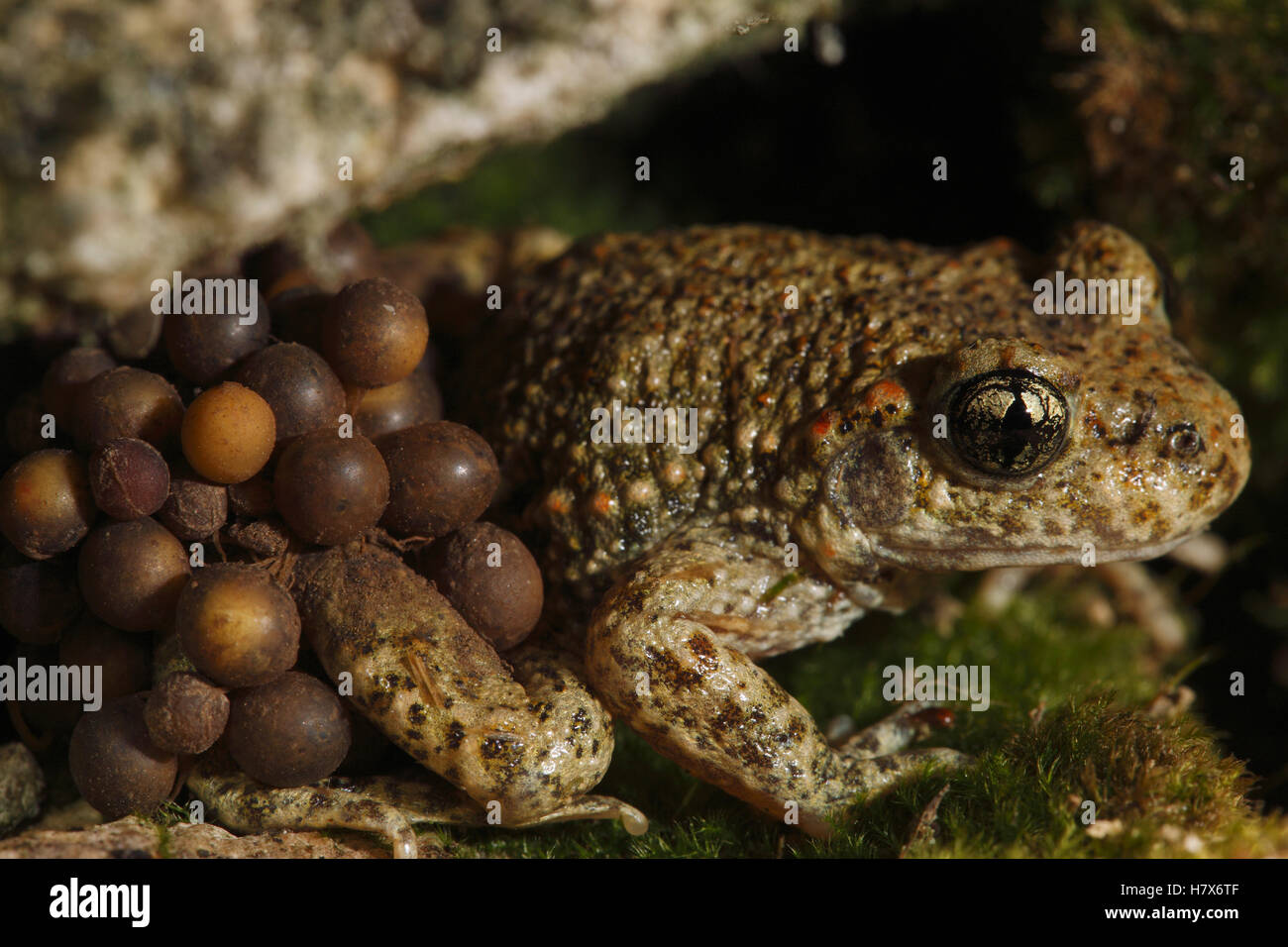 Midwife Toad (Alytes obstetricans) male carries eggs wrapped around his ...