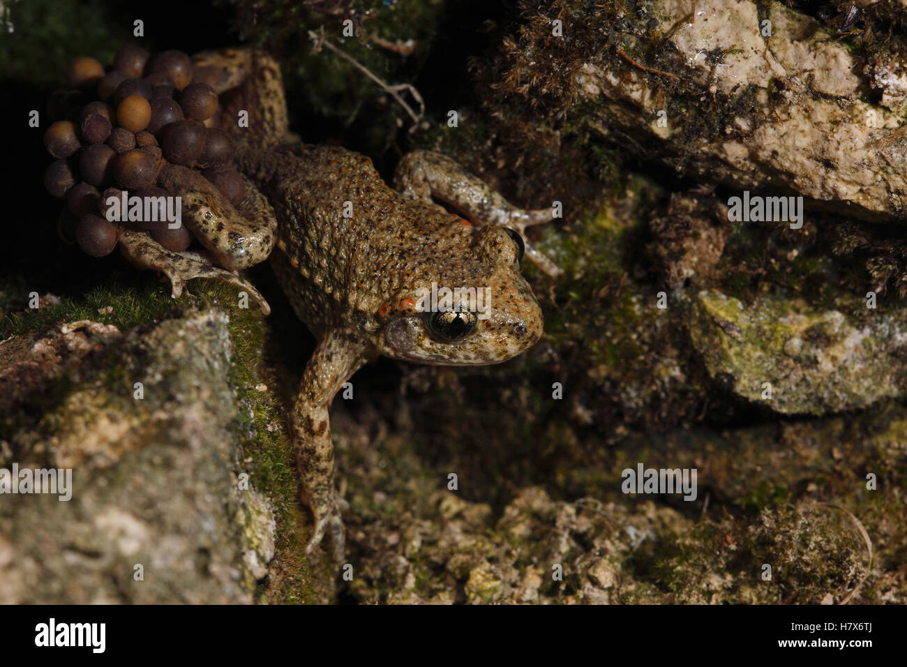 Midwife Toad (Alytes obstetricans) male carries eggs wrapped around his ...