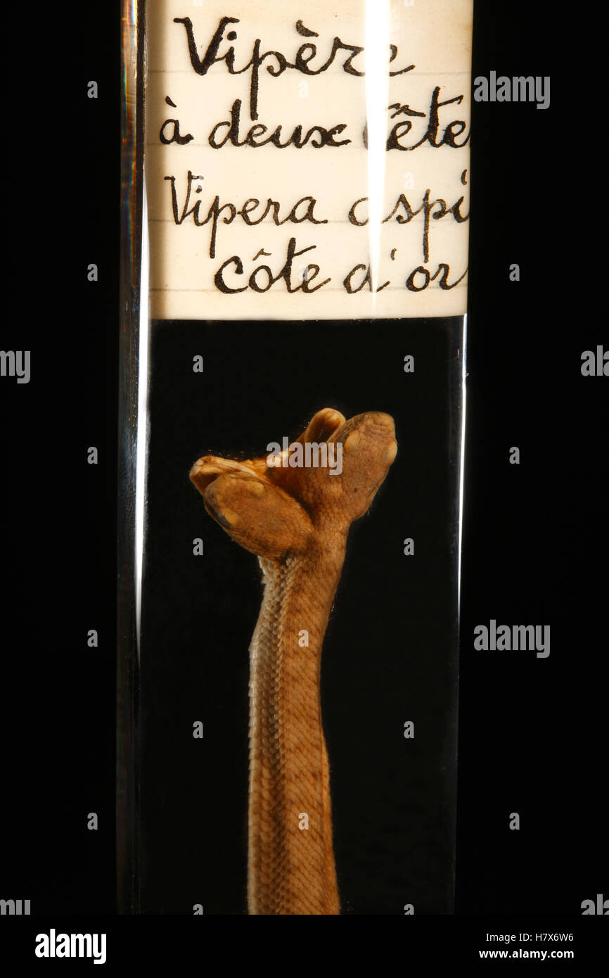 European Asp (Vipera aspis) specimen with two heads, France Stock Photo ...