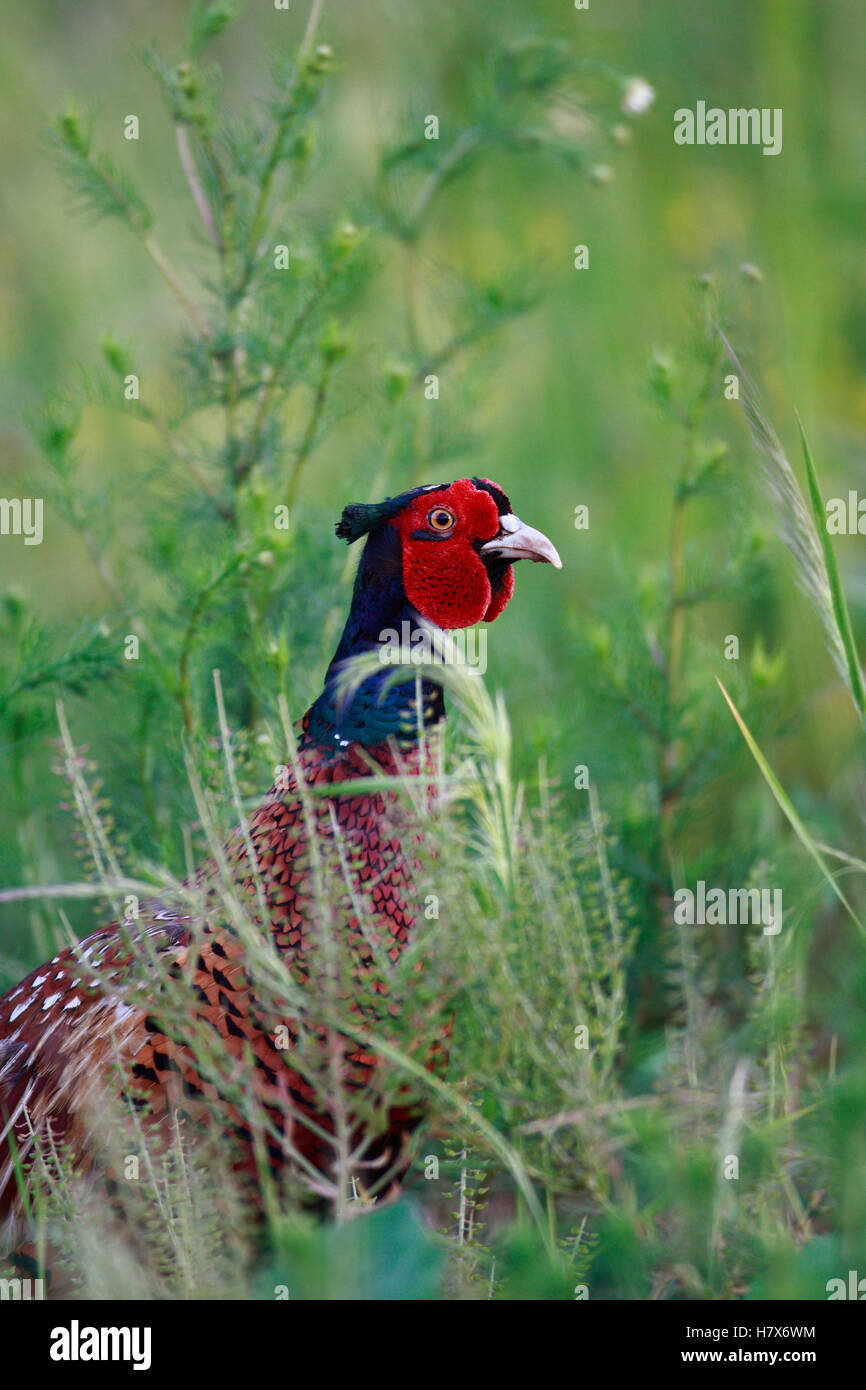 Ring-necked Pheasant (Phasianus colchicus) male, Alsace, France Stock ...