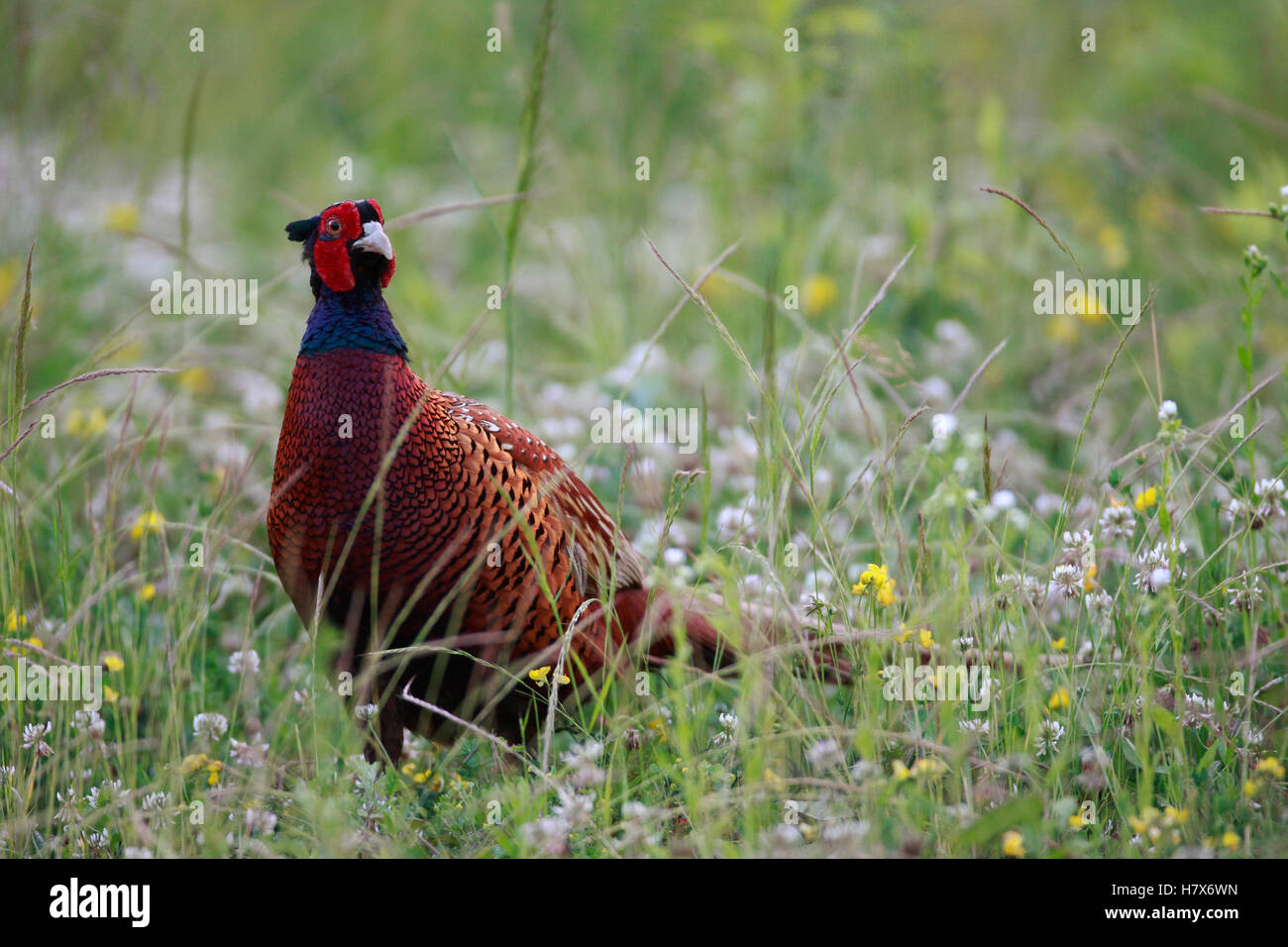 Ring-necked Pheasant (Phasianus colchicus) male, Alsace, France Stock ...