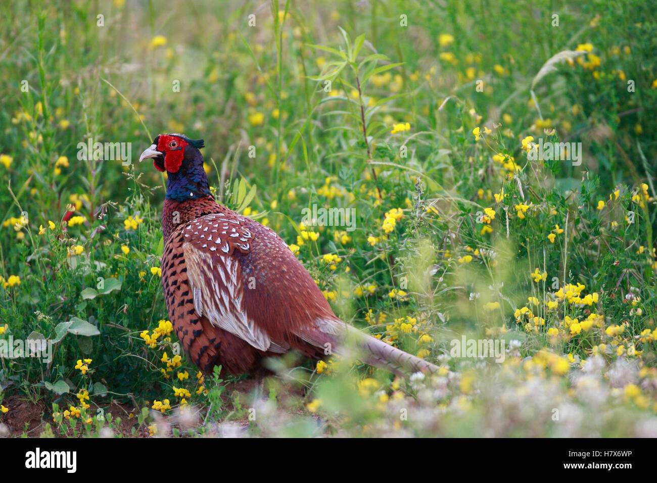 Ring-necked Pheasant (Phasianus colchicus) male, Alsace, France Stock ...