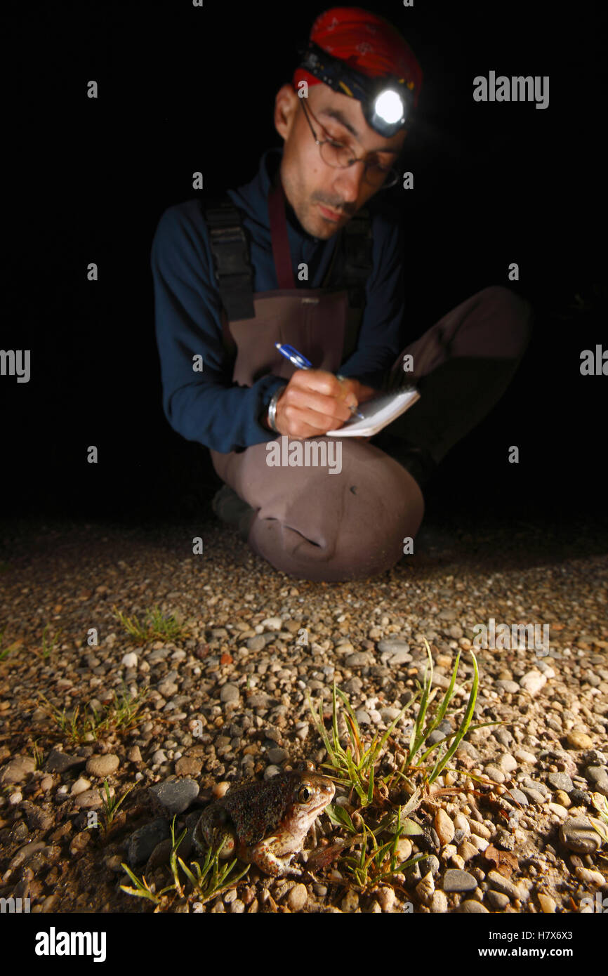 Common Spadefoot (Pelobates fuscus) biologist collecting data, Alsace ...