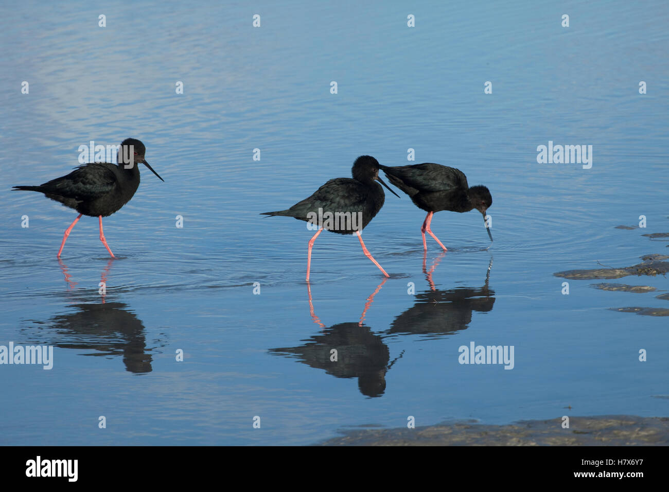 Black Stilt (Himantopus novaezelandiae) trio wading and foraging ...