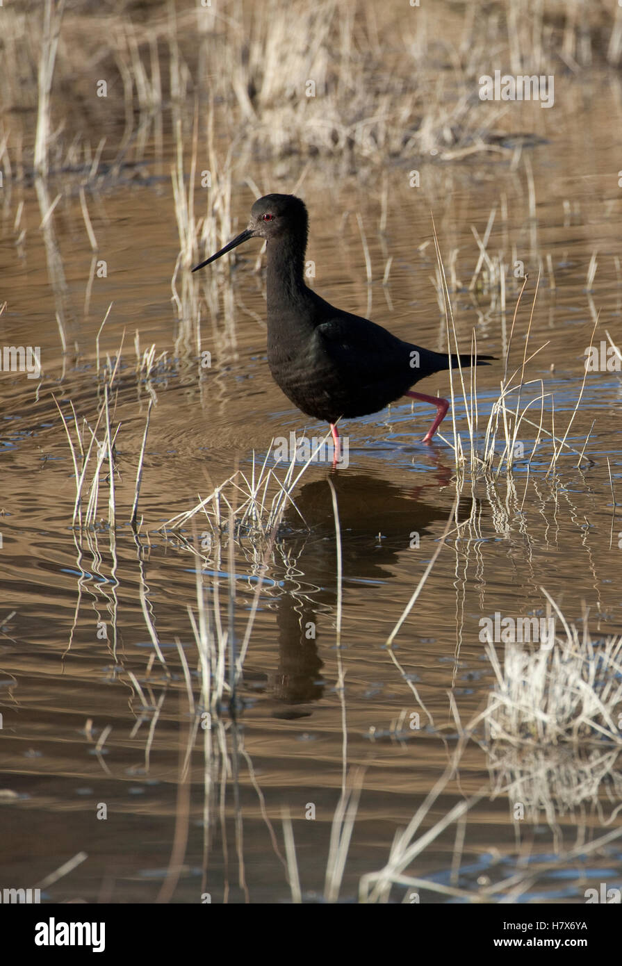 Black Stilt (Himantopus novaezelandiae) wading, Tasman River, Mount ...