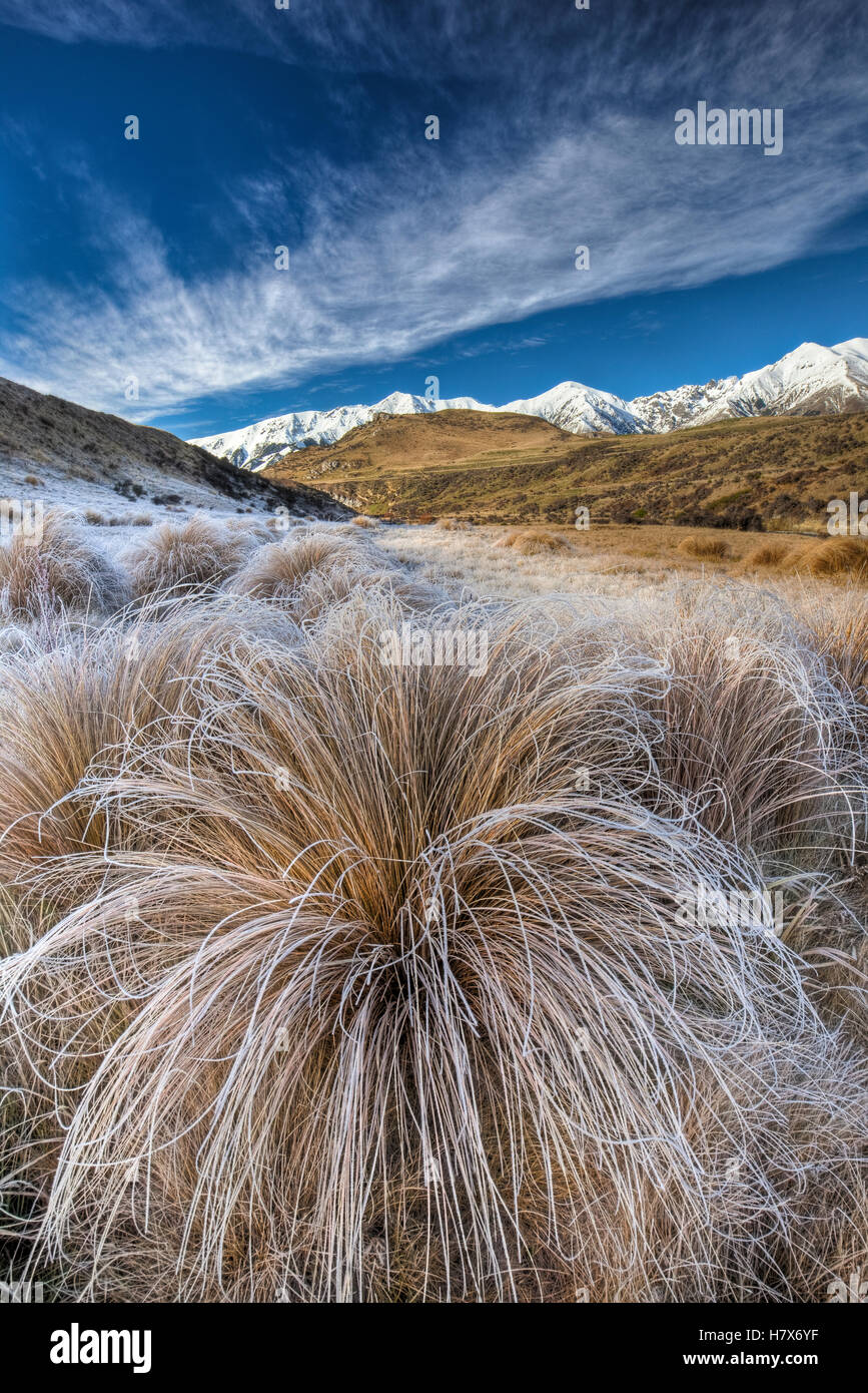Tussock Grass (Poa flabellata) covered in frost with Torlesse Range ...
