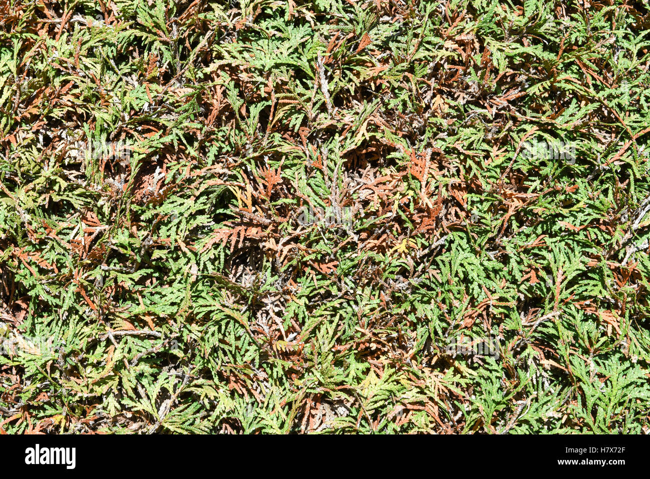 Bush in autumn for background and texture Stock Photo - Alamy