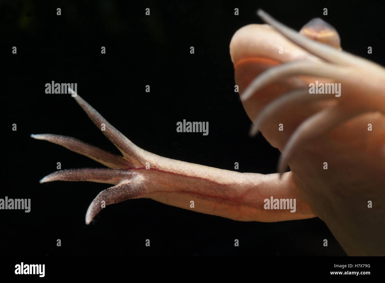 African Clawed Frog (Xenopus laevis) albino floating in water, southern ...