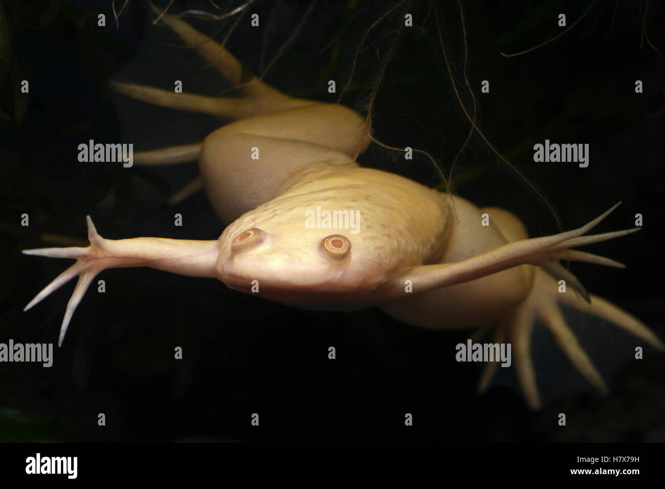 African Clawed Frog (Xenopus laevis) albino floating in water, native ...