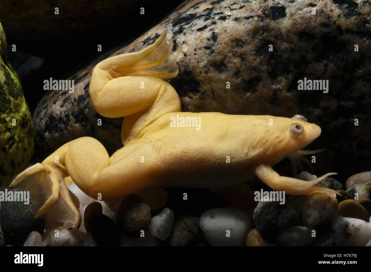 African Clawed Frog (Xenopus laevis) albino, southern Africa Stock ...