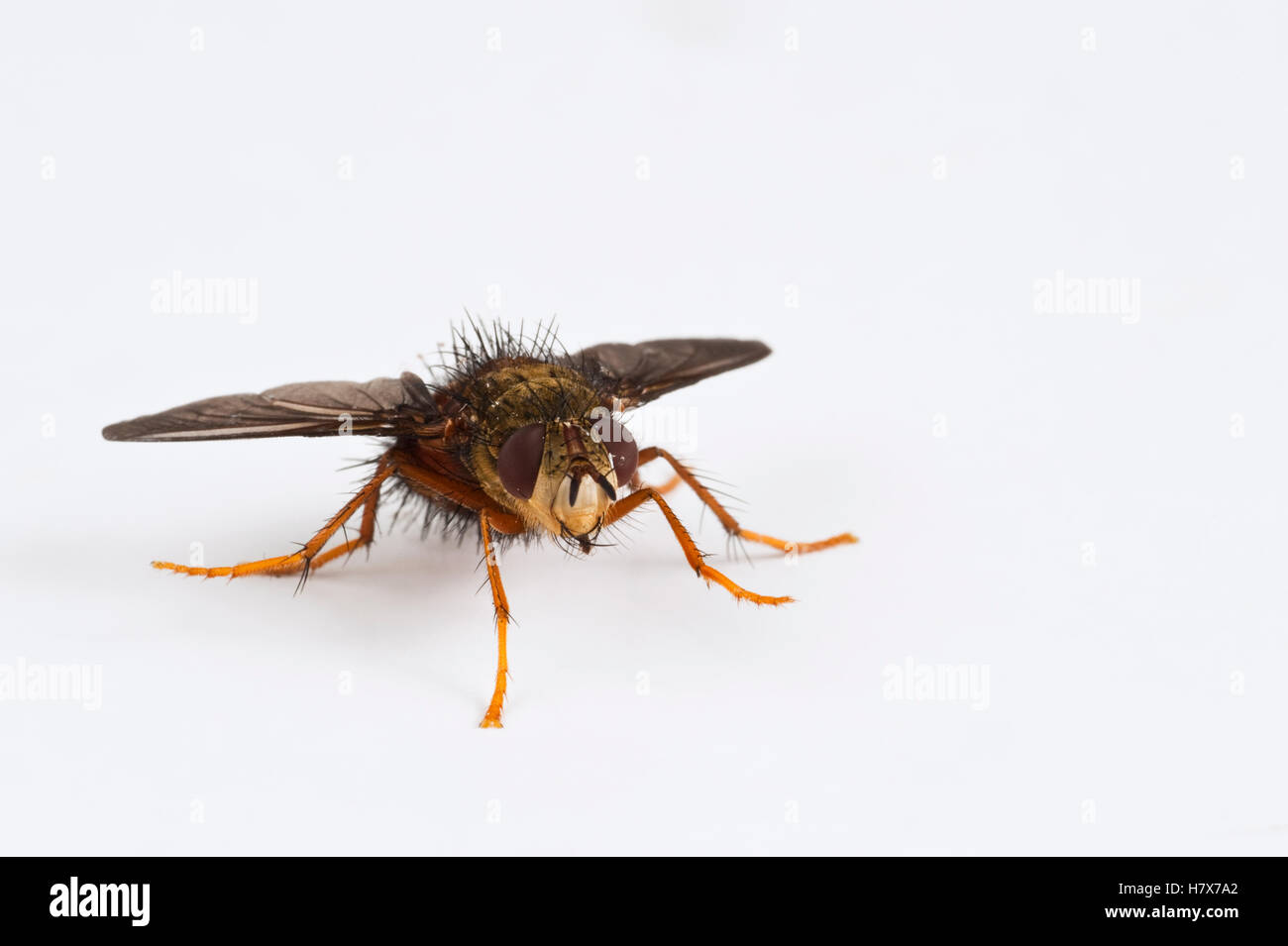 Small Fruit Fly (Drosophilidae), Andes, Ecuador Stock Photo - Alamy