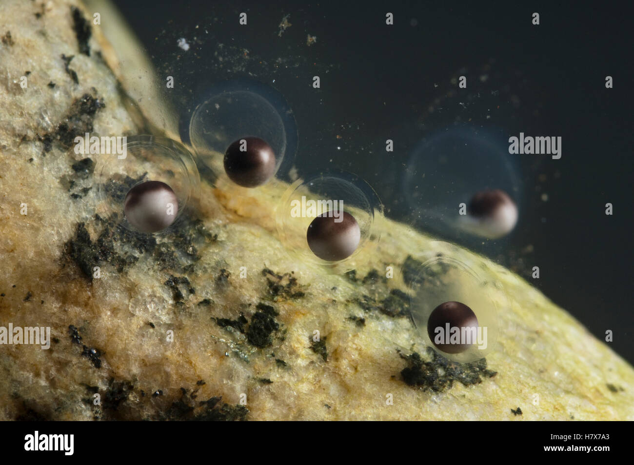 Mexican Axolotl (Ambystoma mexicanum) eggs on day one of development ...
