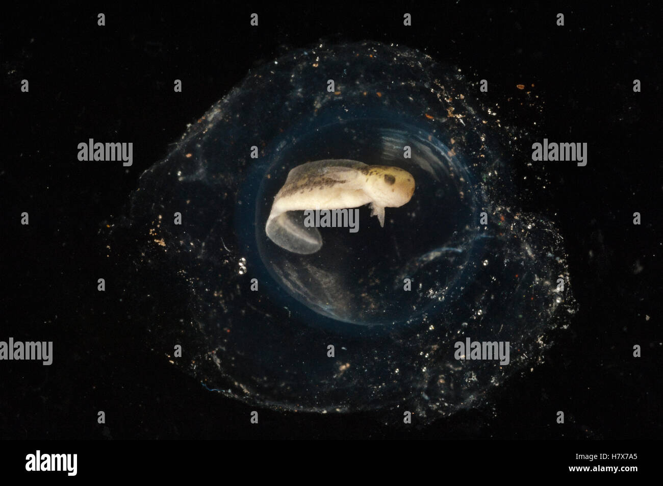 Mexican Axolotl (Ambystoma mexicanum) egg on day ten of development ...