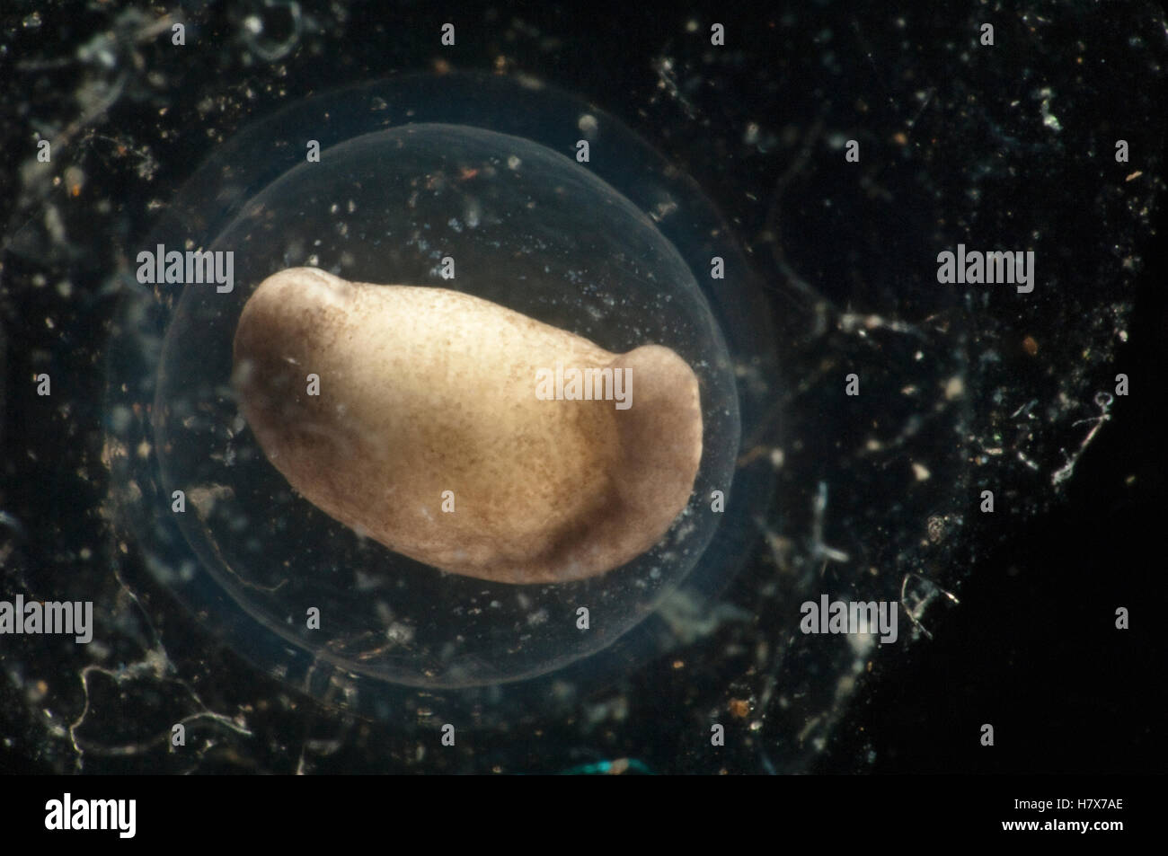 Mexican Axolotl (Ambystoma mexicanum) egg on day six of development ...