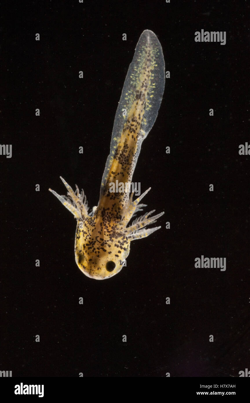 Mexican Axolotl (Ambystoma mexicanum) larva on day fourteen of ...
