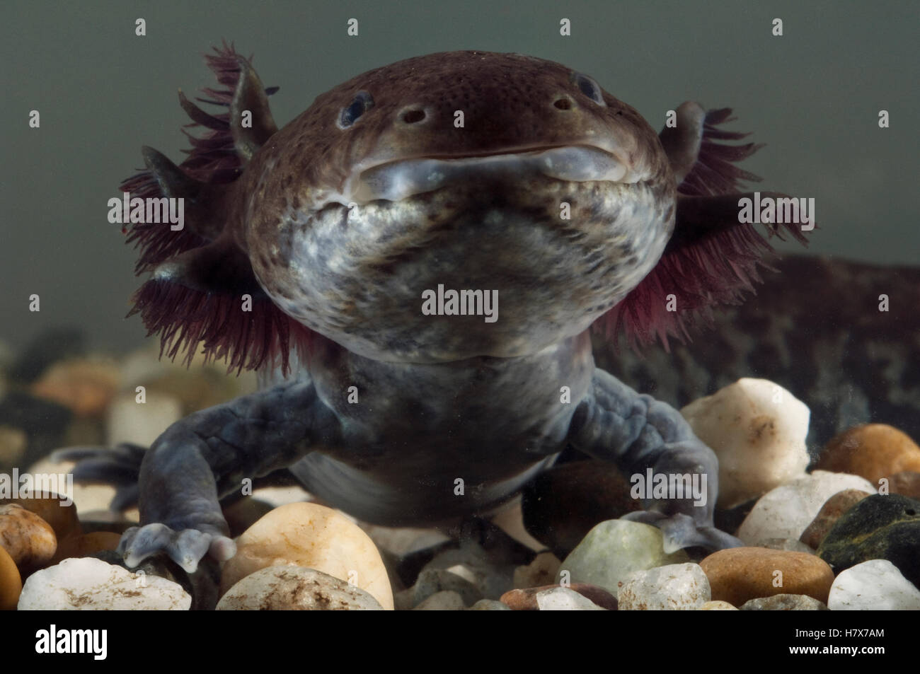 Mexican Axolotl (Ambystoma mexicanum) neotenic adult, native to Mexico ...