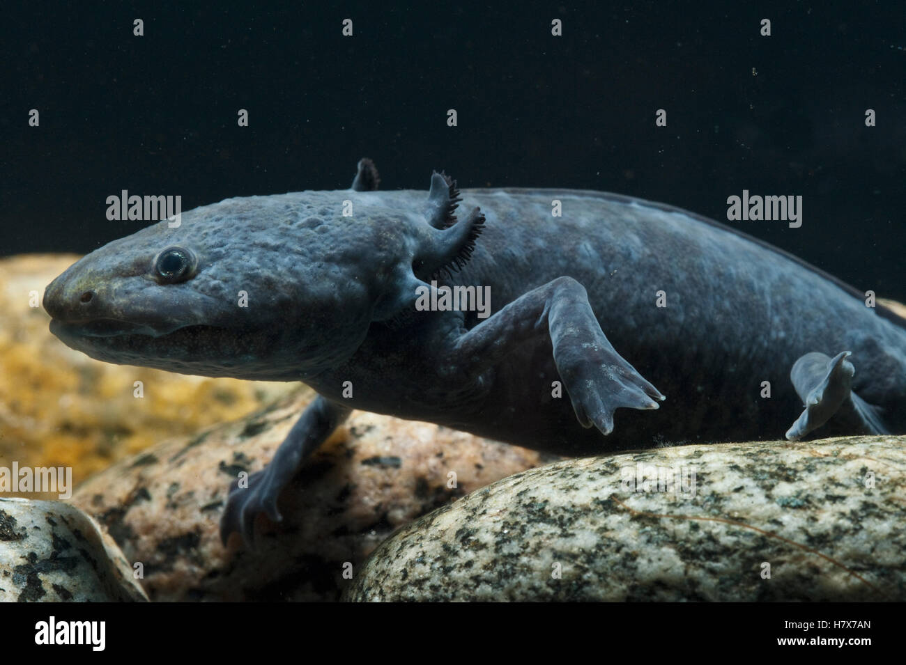 Mexican Axolotl (Ambystoma mexicanum) neotenic adult, native to Mexico ...