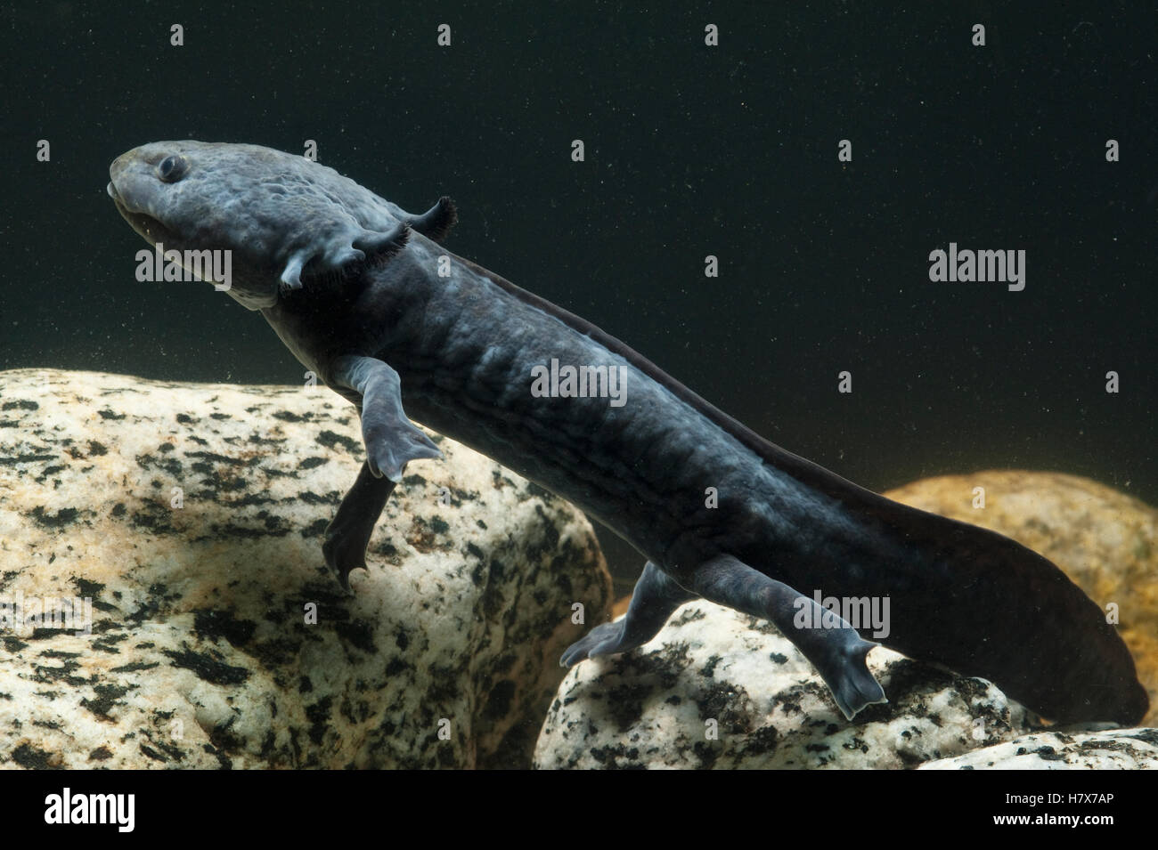 Mexican Axolotl (Ambystoma mexicanum) neotenic adult, native to Mexico ...