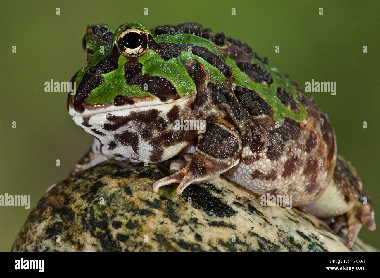 Pacific Horned Frog (Ceratophrys stolzmanni), Machalilla National Park ...