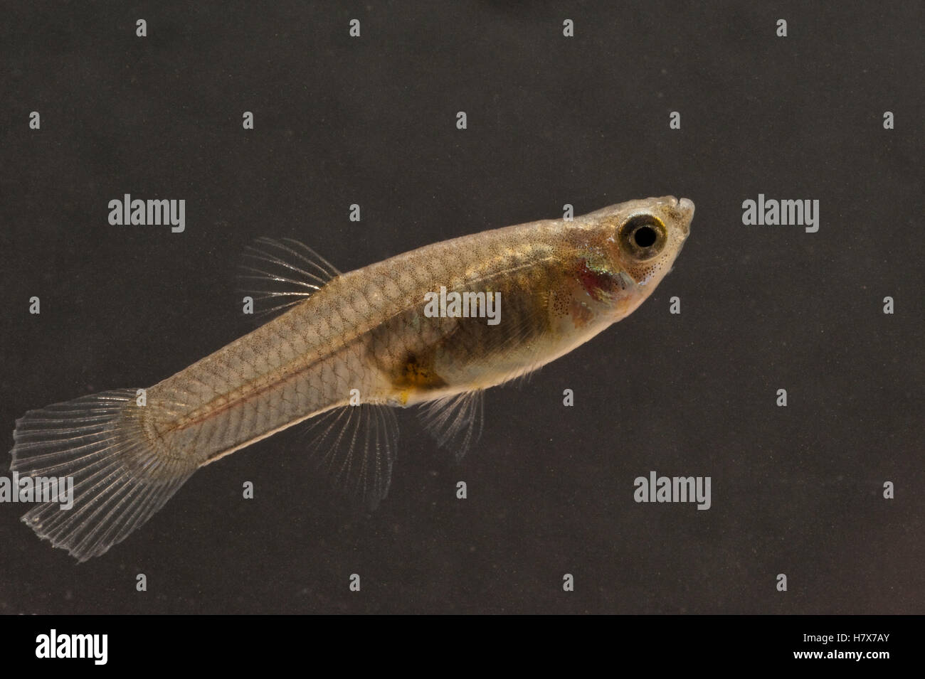 Tetra (Characidae) translucent juvenile, native to Central and South ...