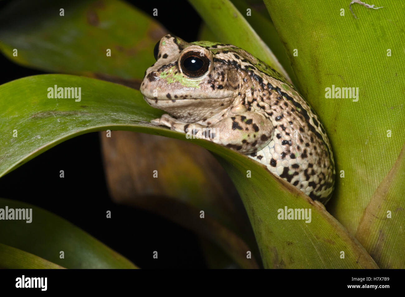 Marsupial Frog (Gastrotheca riobambae) on leaf, Andes, Ecuador Stock ...