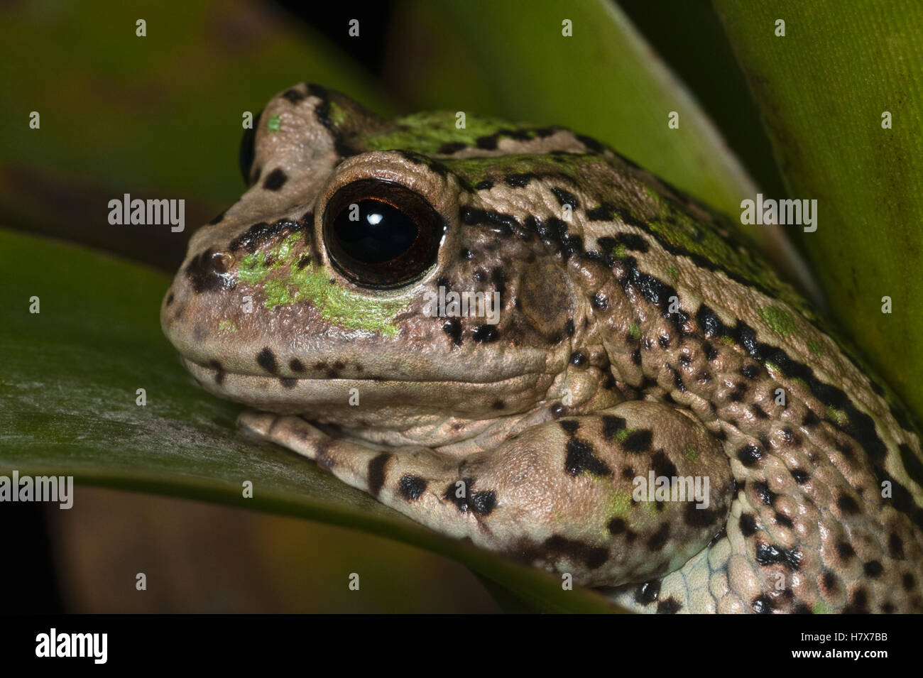 Marsupial Frog (Gastrotheca riobambae) on leaf, Andes, Ecuador Stock ...