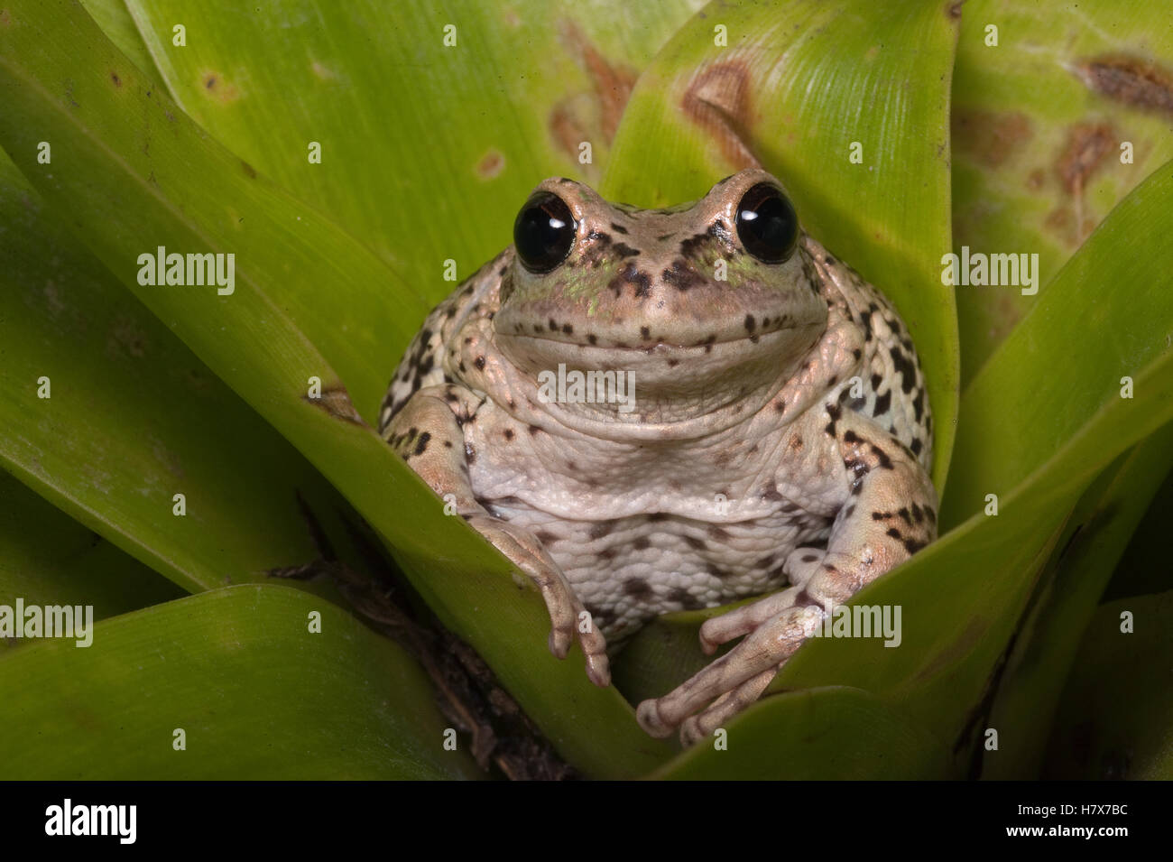 Marsupial Frog (Gastrotheca riobambae) on leaf, Andes, Ecuador Stock ...