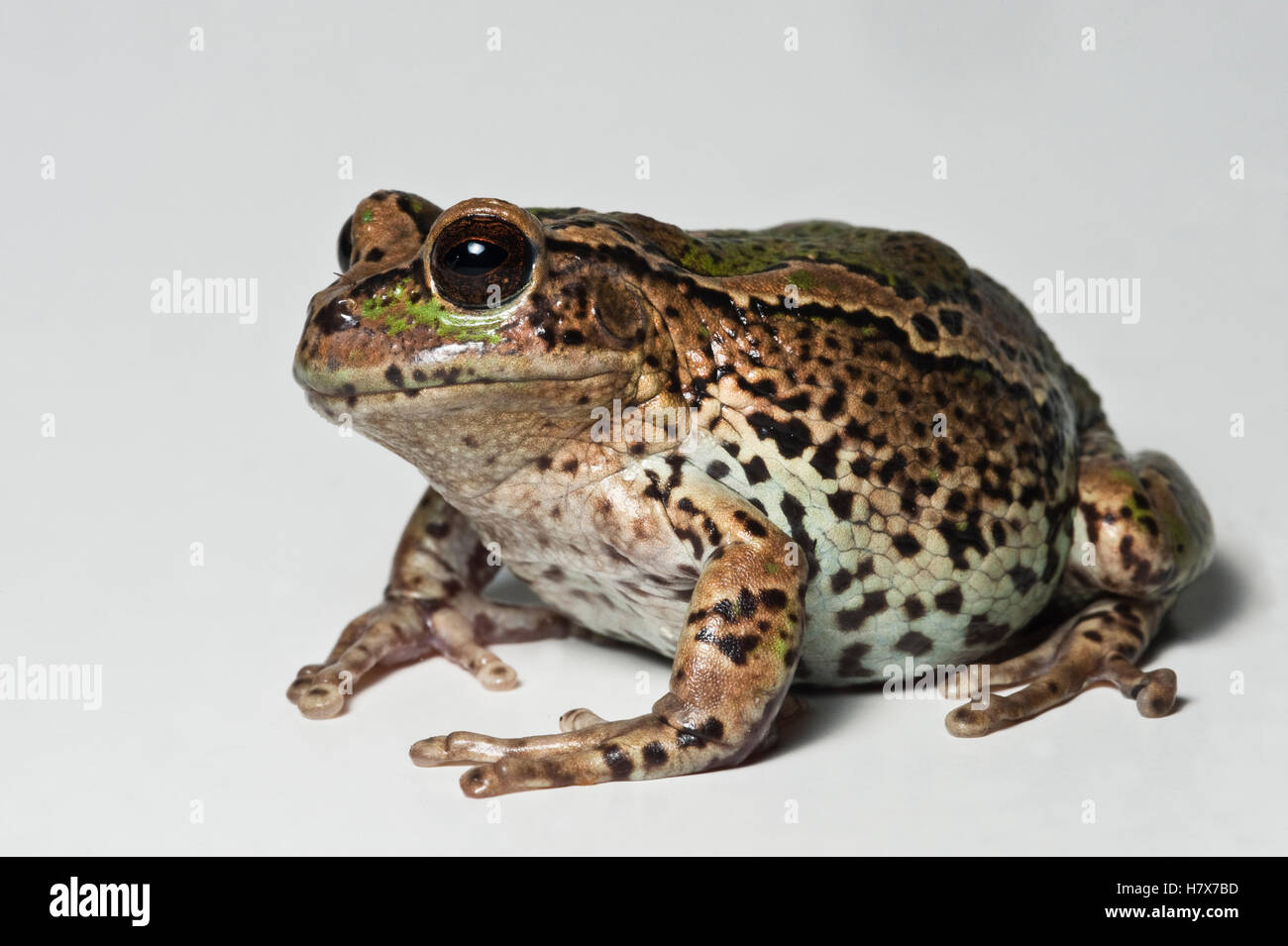Marsupial Frog (Gastrotheca riobambae), Andes, Ecuador Stock Photo - Alamy