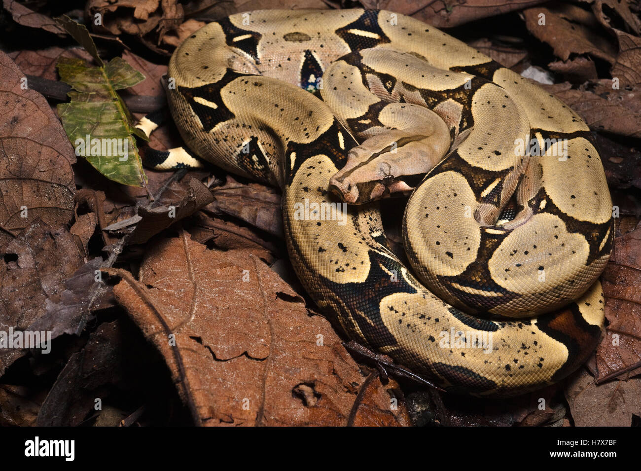 Boa Constrictor (Boa constrictor) coiled up on leaf litter, native to ...
