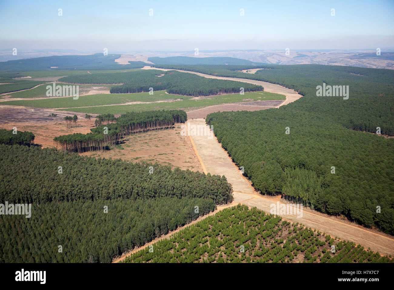 Acacia (Acacia sp) plantations, Mpumalanga, South Africa Stock Photo ...