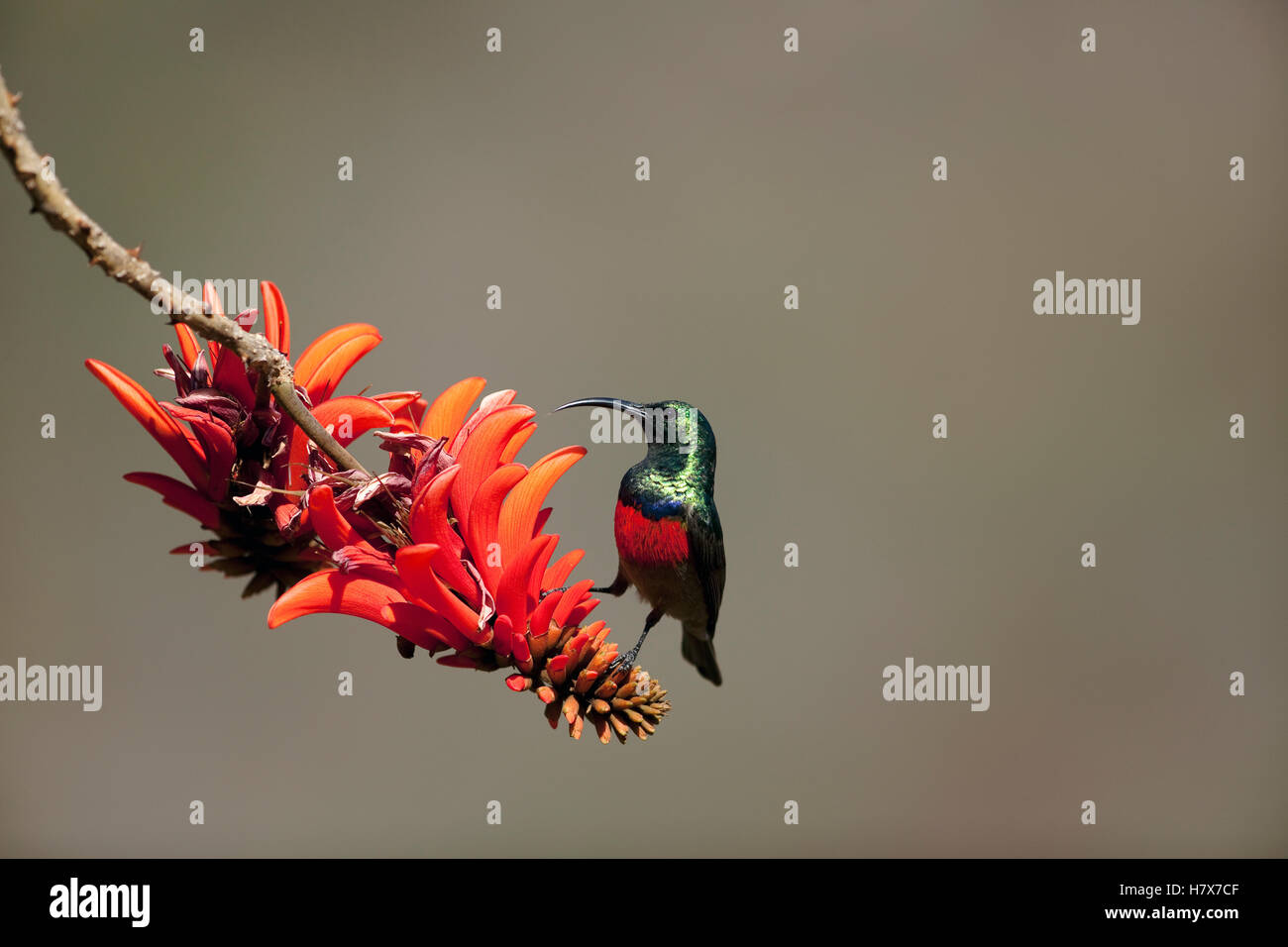 Greater Double-collared Sunbird (Nectarinia afra) male on flower, Itala ...