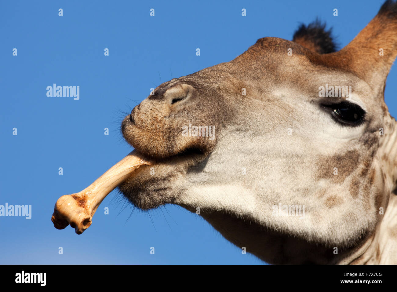 Giraffe (Giraffa camelopardalis) male eating bone, Itala Game Reserve ...